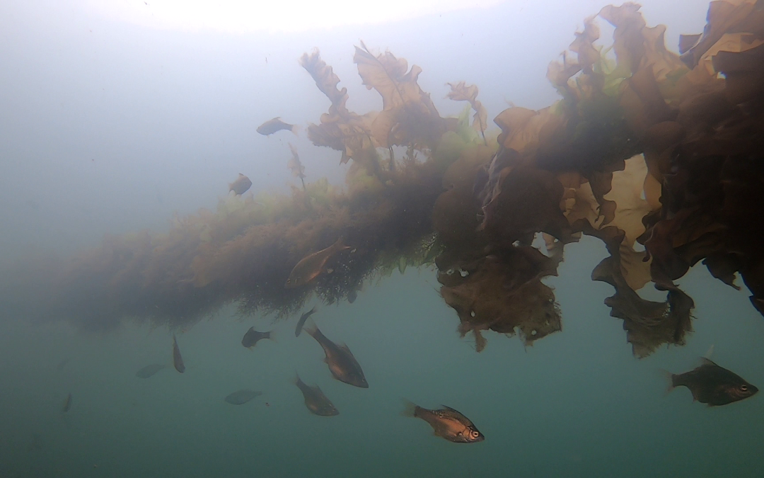 LOUGHBOROUGH INLET – M.C. Wright & Associates Ltd.