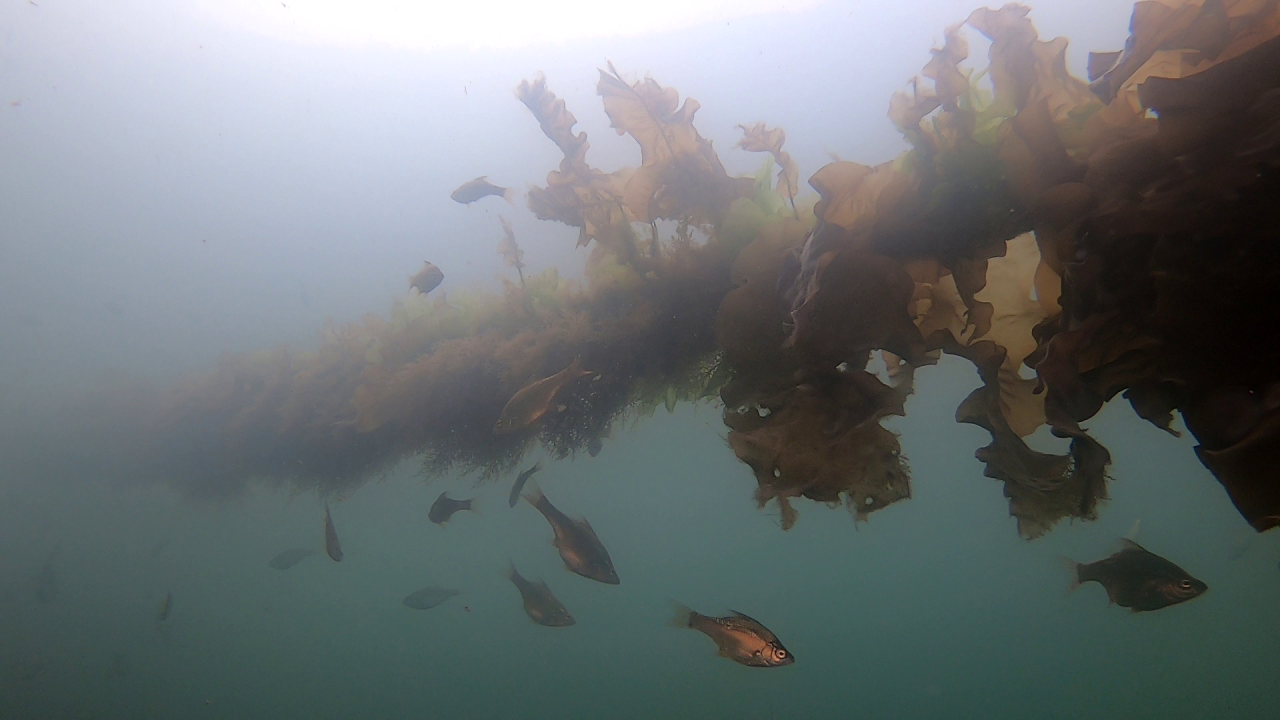 Kelp Propagation - M.C. Wright & Associates Ltd.
