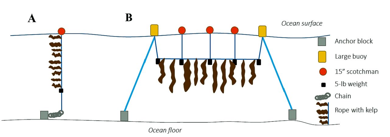 Kelp Propagation - M.C. Wright & Associates Ltd.