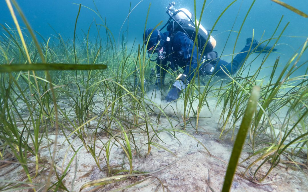 Marine Habitat Restoration – Britain River eelgrass – M.C. Wright ...